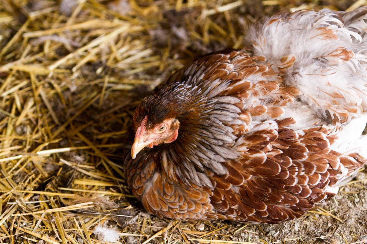 Salpingitis & Lash Eggs in Backyard Chickens | OverEZ Chicken Coop