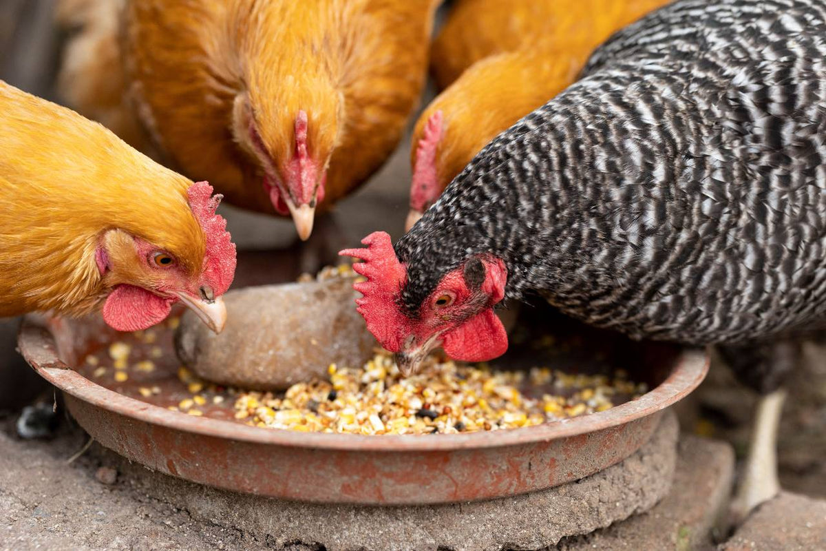 The Benefits of Fermented Chicken Feed | OverEZ Chicken Feed – OverEZ ...
