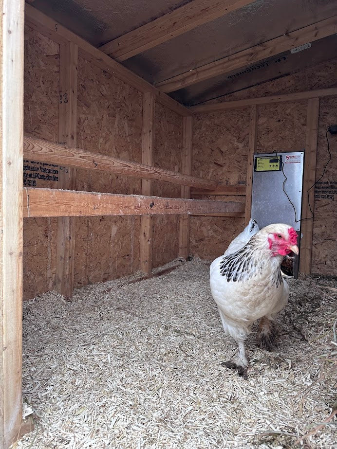 Autumn Clean Sweep: Deep Cleaning Before Winter – OverEZ Chicken Coop