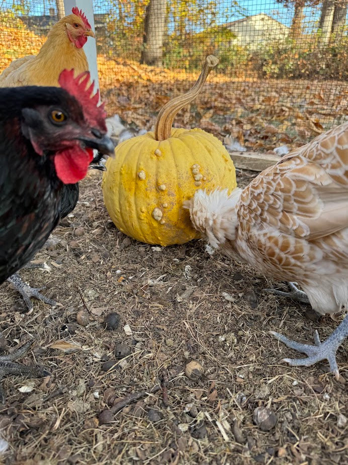 Cold Drafts, Warm Hens: Fall Ventilation Tips – OverEZ Chicken Coop