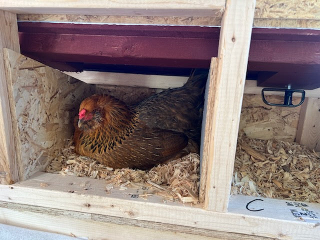 Happy Hens Lay More Eggs! | OverEZ Chicken Coop