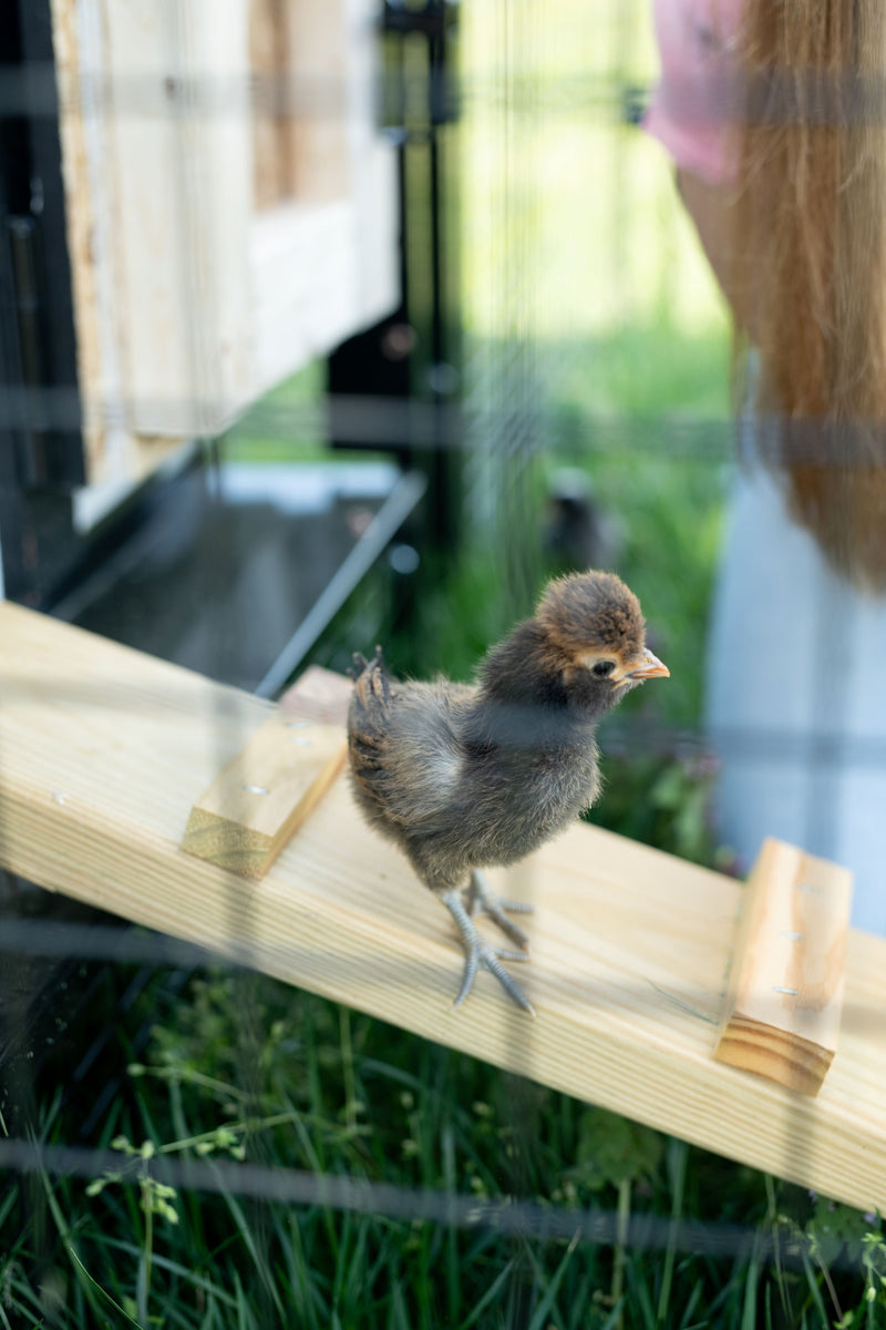 What Comes First the Chicken or the Coop? | OverEZ Chicken Coop