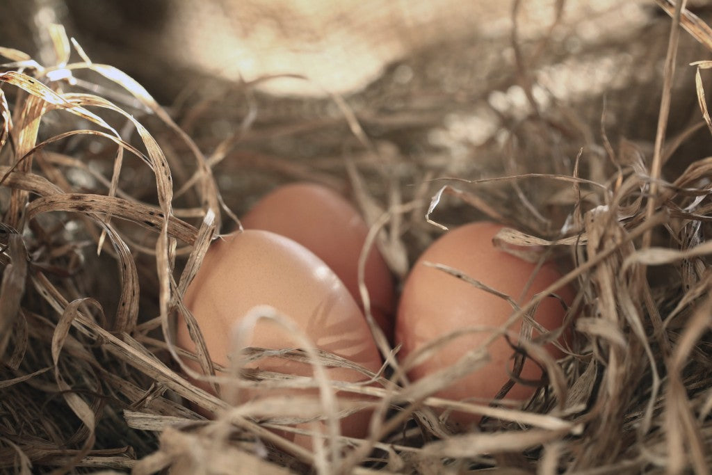 When Will My Hens Start Laying? | OverEZ Chicken Coops