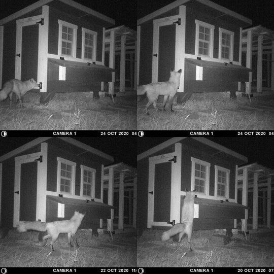 How to Turn Your Coop Into Fort Knox – OverEZ Chicken Coop