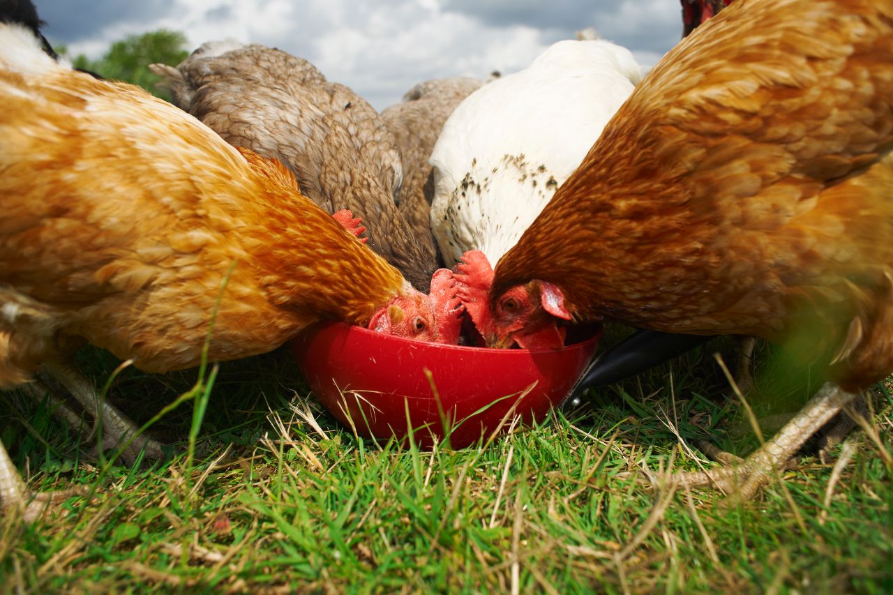 Food For Chickens To Eat