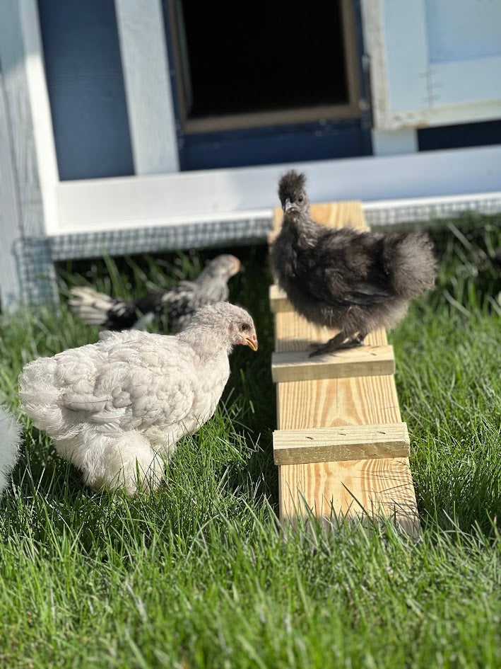 Chicken Ramp | OverEZ Chicken Coop